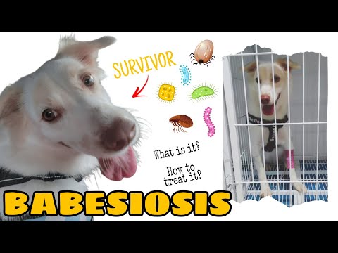 HOW TOBI SURVIVED BABESIOSIS
