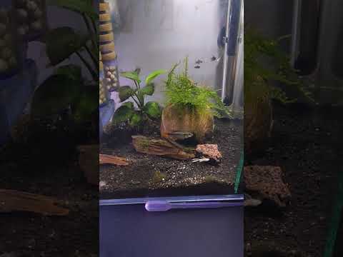 apistogramma agassizii double red