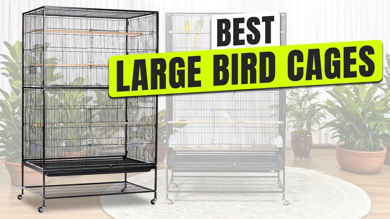 3 BEST Large Bird Cages