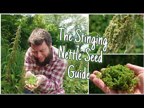 Stinging Nettle Seeds: Nature's Hidden Gifts 🌱 - Harvest, Health Benefits & History