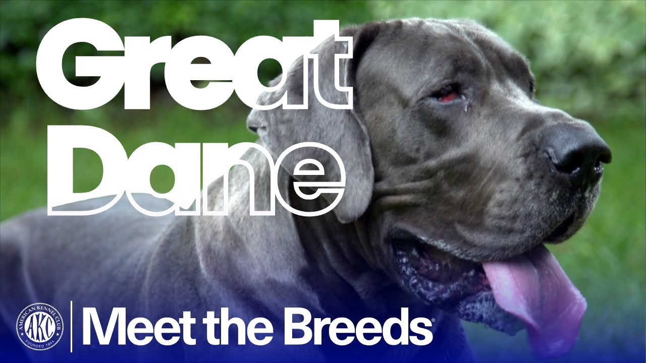 Everything You Need to Know About the Great Dane | AKC Meet the Breeds