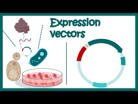 Expression vectors | What is in an expression vector? | applications of expression vectors