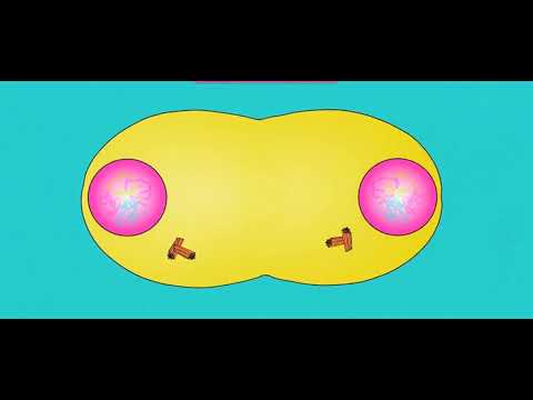 Meiosis quiz question 20