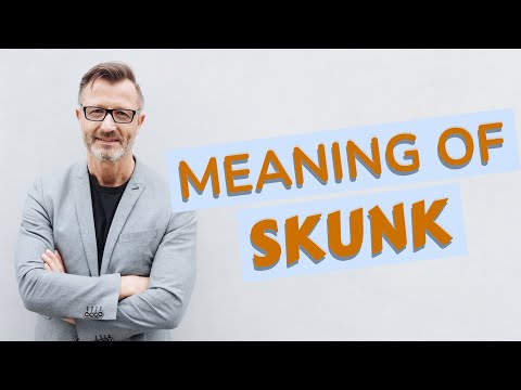 Skunk | Definition of skunk