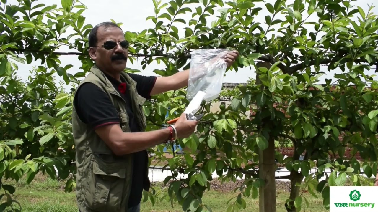 How to Bag VNR Bihi Guava Fruits and Thinning Process?