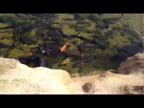 Giant Freaky Japanese Fish