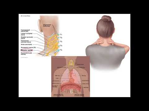 Spinal Cord and Organization of Peripheral Spinal Nerves