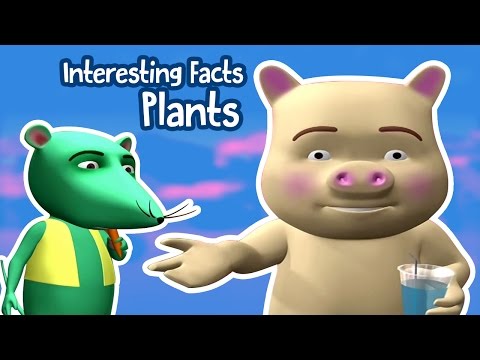 Interesting Facts About Nature | Know About Nature For Kids | KidsVideoShow