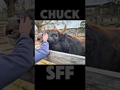 It's not goodbye, just "so long" for now. See ya later you "big galoote" #steinmetzfamilyfarm #chuck
