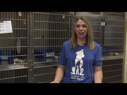 Montana animal shelters helping pets find forever homes for Valentines Day