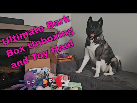 Akita Bella Lu Unboxing her Bark 📦 Box with Toy Haul in Ohio