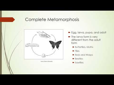 HORT 110 Understanding Pests Part 1