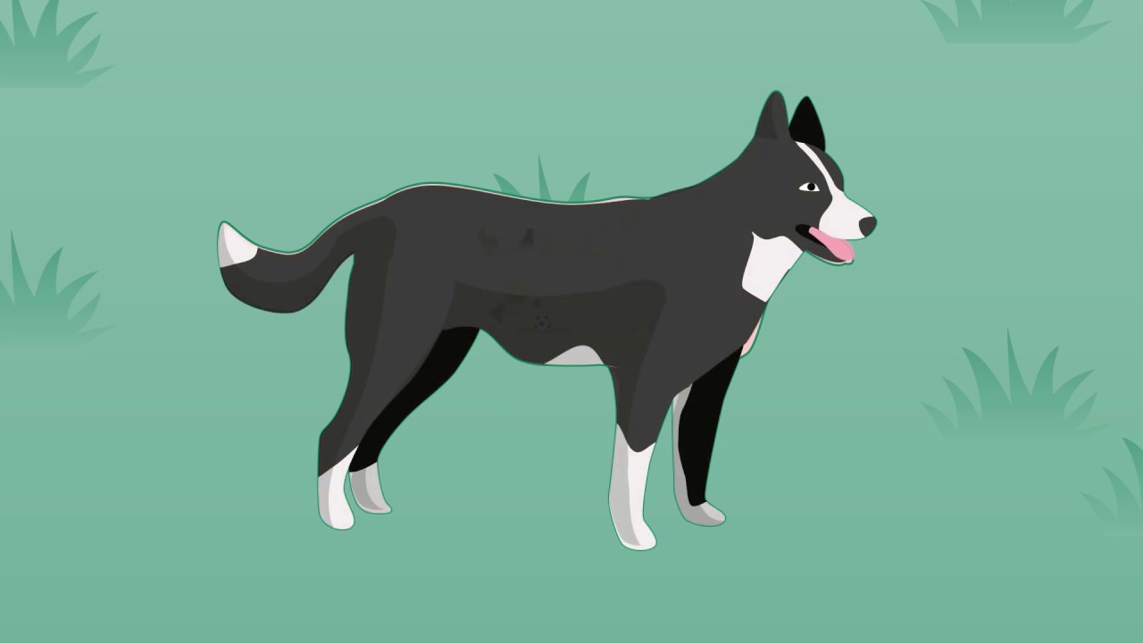 Principios básicos de la fisiología