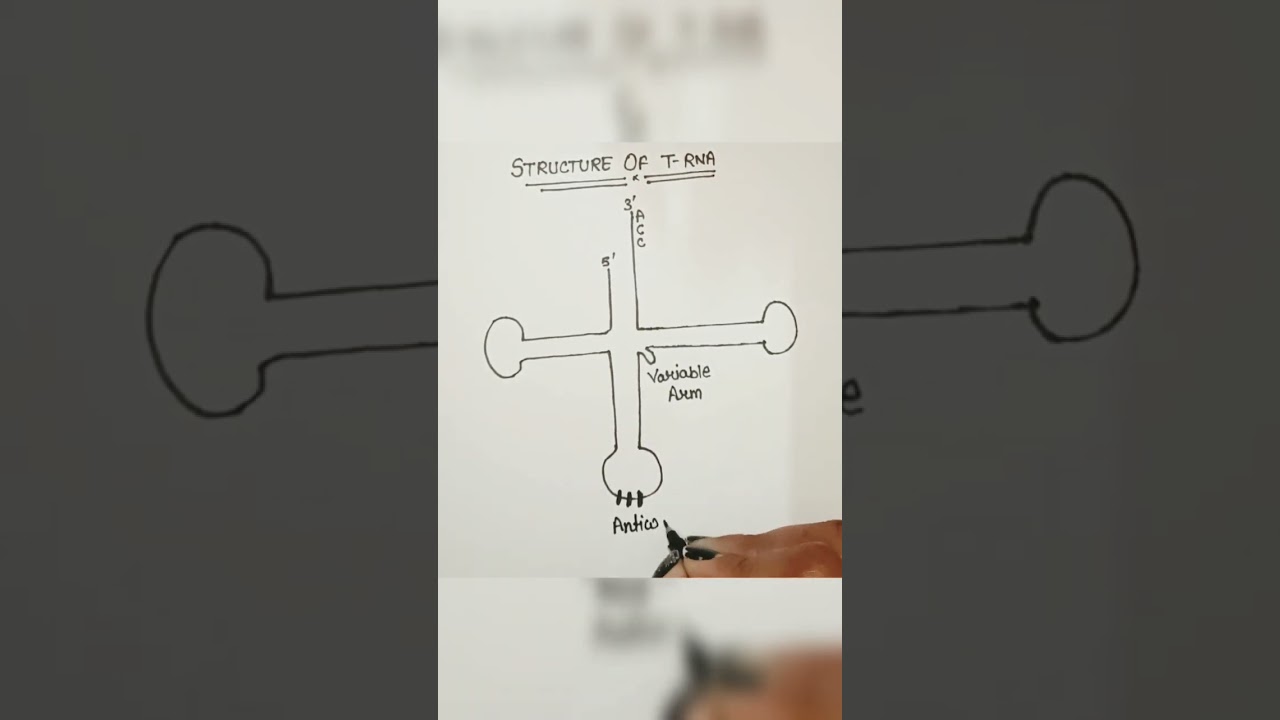 How to draw t-RNA #trna #shorts #shortsfeed #shortsvideo # viral