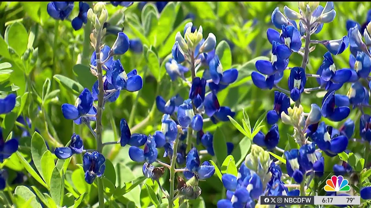 A blooming tradition: Ennis Bluebonnet Trails Festival in full swing | NBCDFW