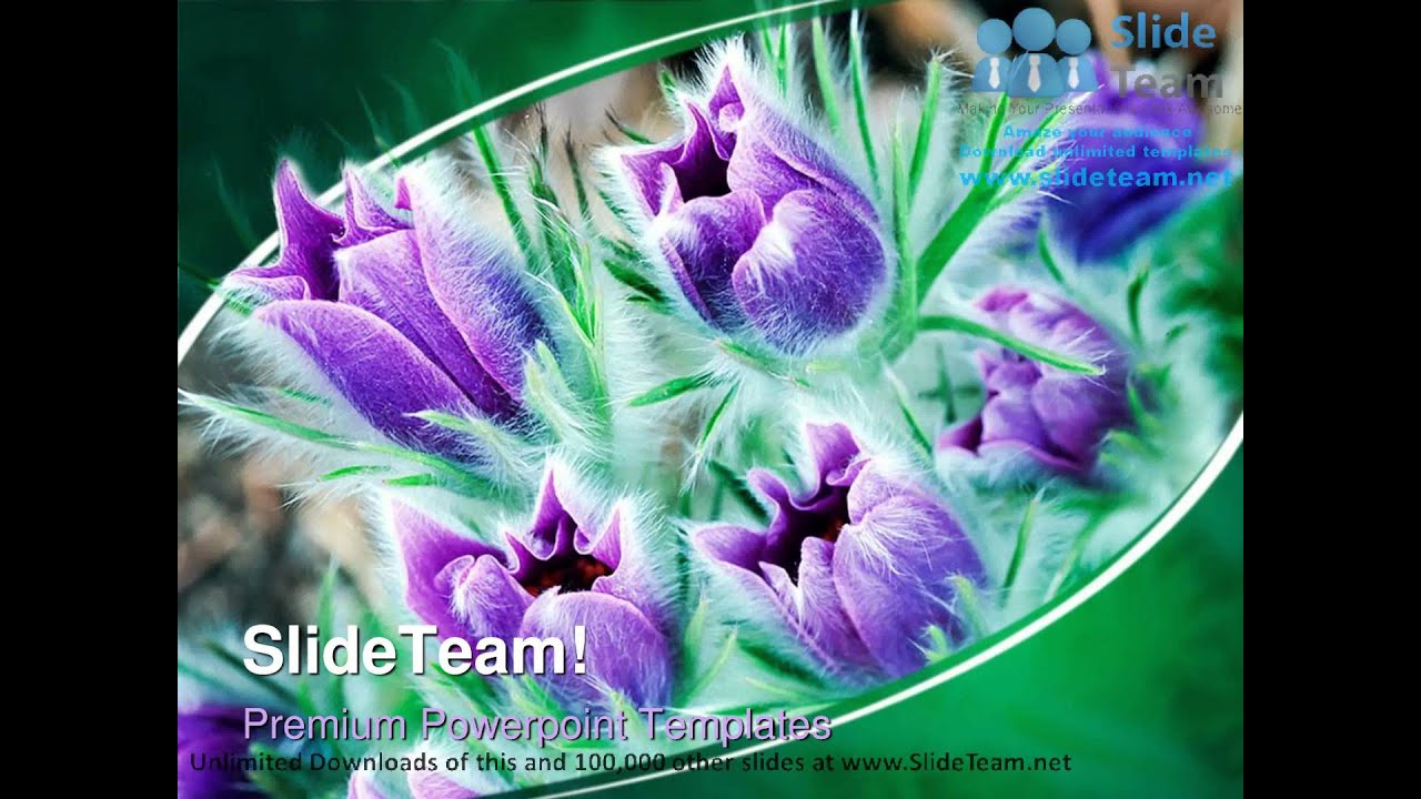 Lush Pasque Flowers Beauty PowerPoint Templates Themes And Backgrounds ppt themes