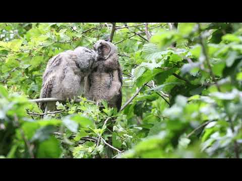 Young long-eared owls hugging, video | Dear Kitty. Some blog