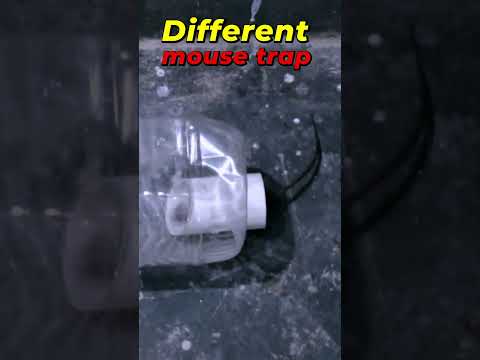 Easy Mouse Trap Homemade Humane #mousetrap #rattrap