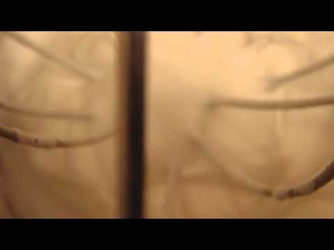 1 Minute Wonders: Soft Peaks