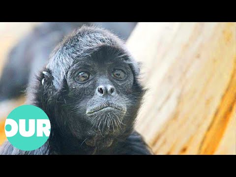 Following The Lives Of The Rare Spider Monkey Group In Amazonia | Our World
