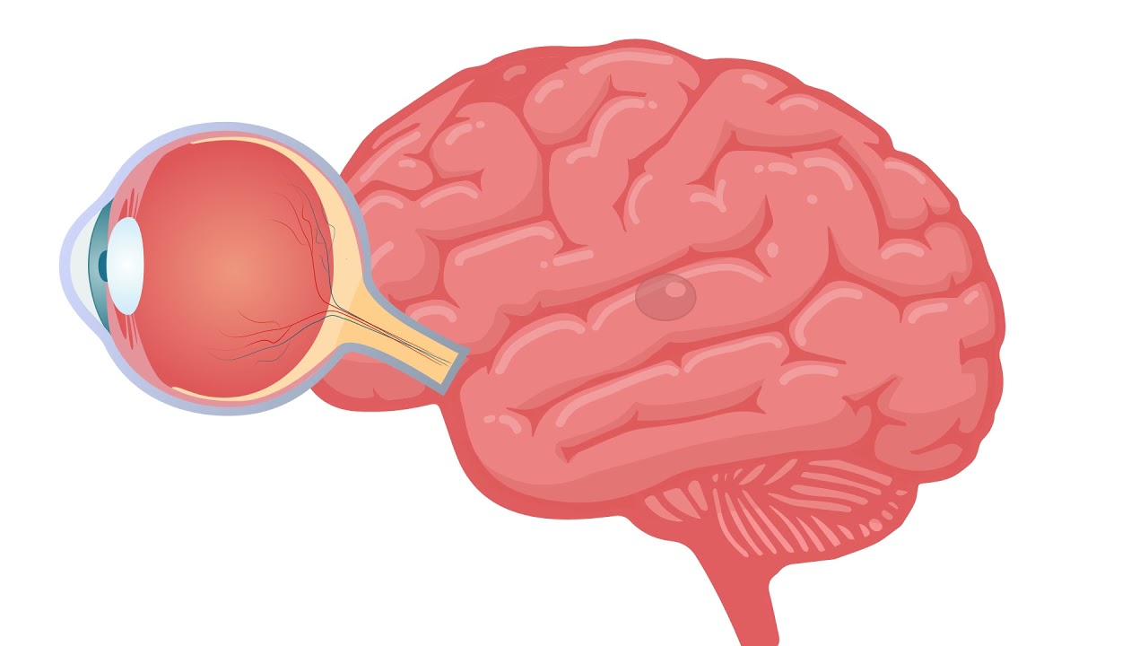 Animated Visual Electrophysiology