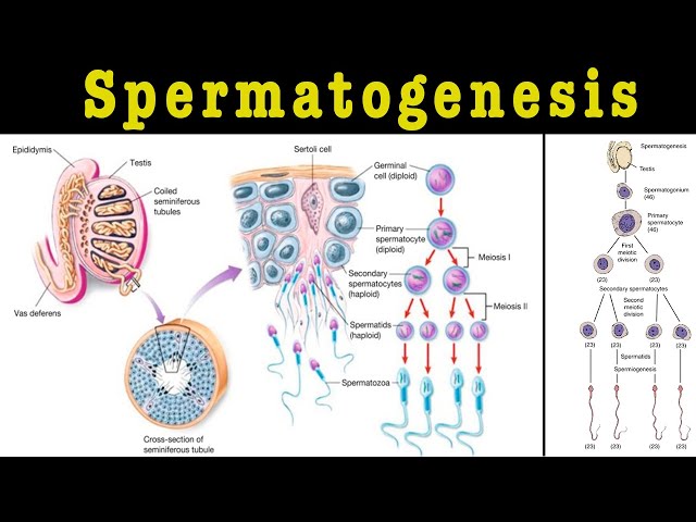 How to pronounce spermatogonia | HowToPronounce.com