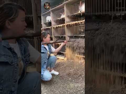 Meat Rabbit Breeding Rabbit Technology Exchange Center Scientific Rabbit #shorts #viral #funny A 209