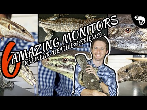 Six of the Best Pet Monitor Lizards