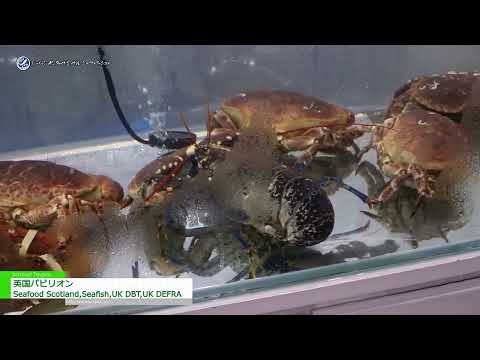 [25th Japan International Seafood Show] UK Pavilion - Seafood Scotland,Seafish,UK DBT,UK DEFRA