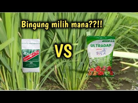 Belum banyak yang tahu bedanya pupuk daun ultradap dan gandasil D, dan cara pengaplikasiannya