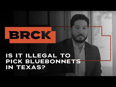 Is It Illegal To Pick Bluebonnets In Texas? | BRCK Criminal Defense Attorneys