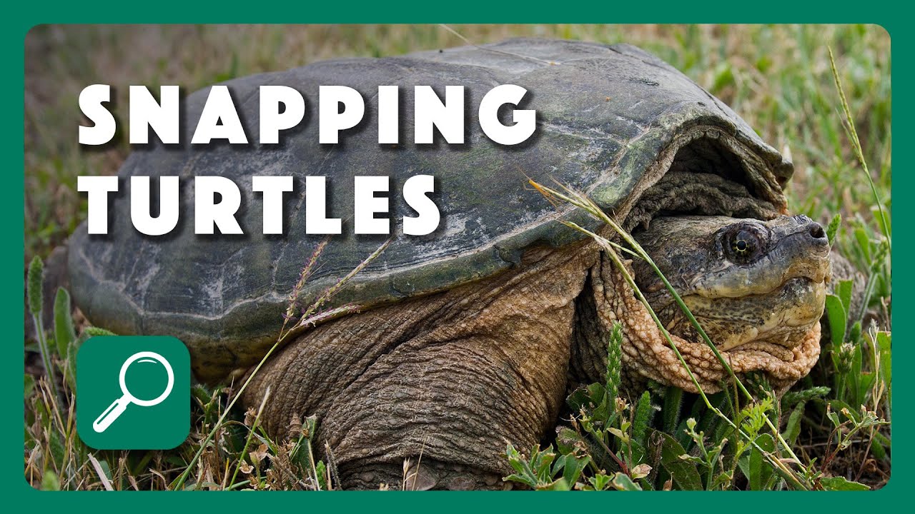 Snapping Turtles of Texas