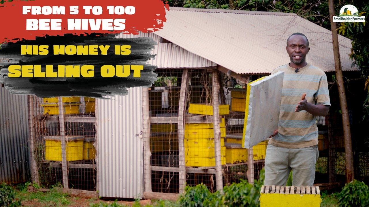 From 5 to 100 Beehives:How This Kenyan Youth Built Successful Bee Farm |Make Beehives from Scratch