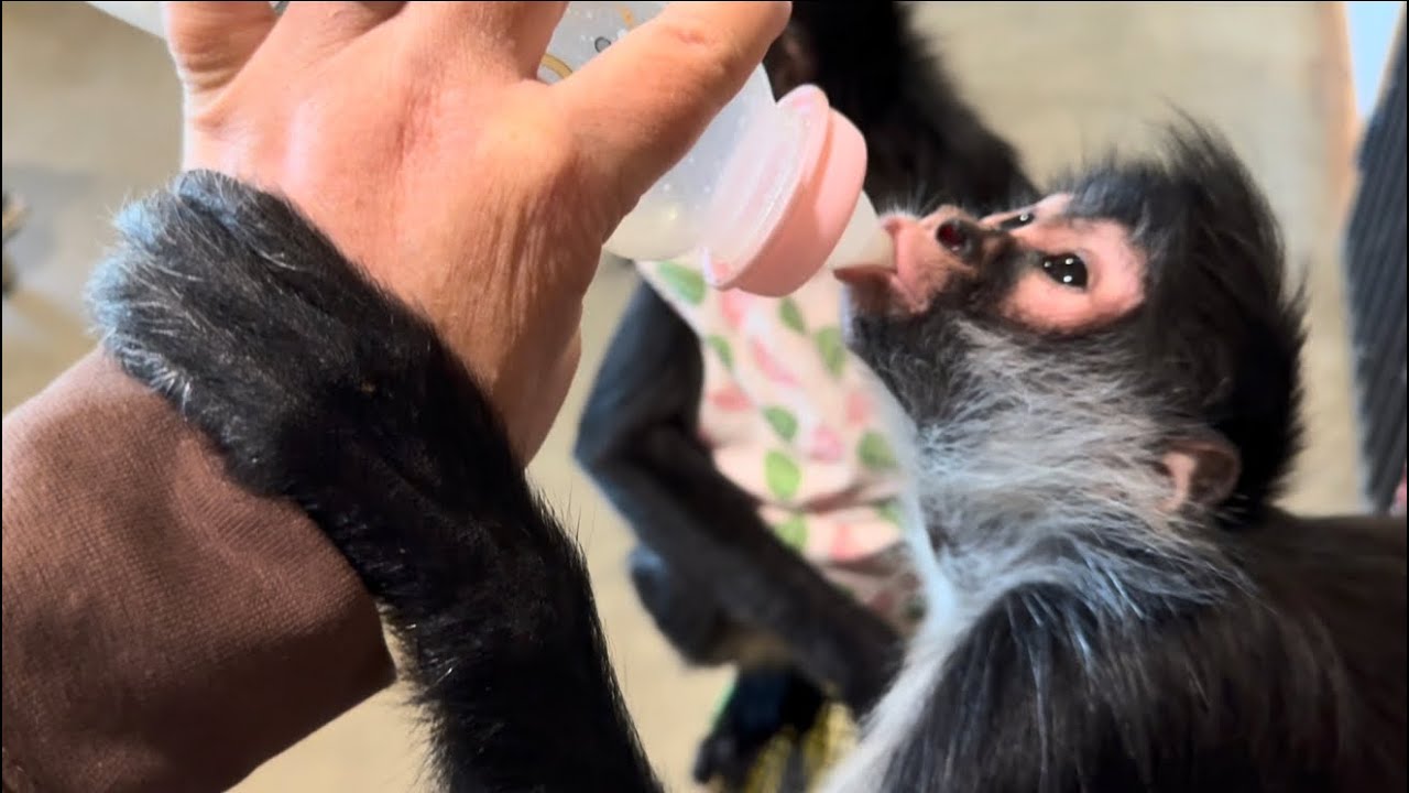 How do your mornings start with monkeys?