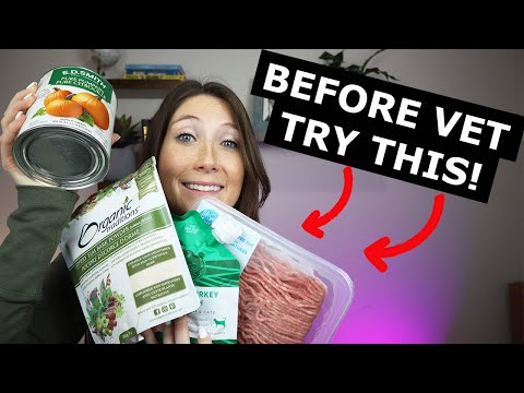 At Home Remedies For Dogs Upset Stomach