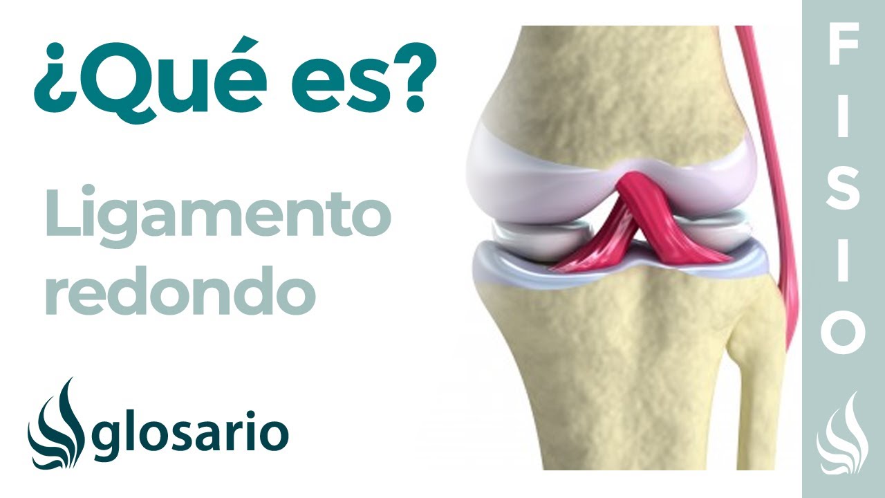 LIGAMENTO REDONDO | Qué es, origen, inserción, función, qué estructura lo atraviesa y lesiones