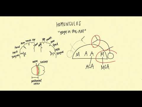 QUICK AND EASY: homunculus