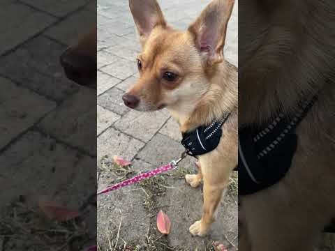 Enjoy Your Daily Walk with rabbitgoo Dog Harness #shorts