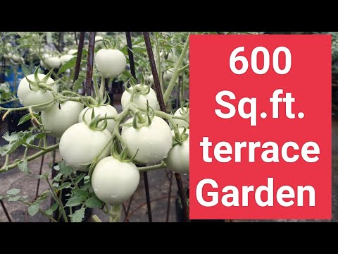 600 Square feet terrace garden.