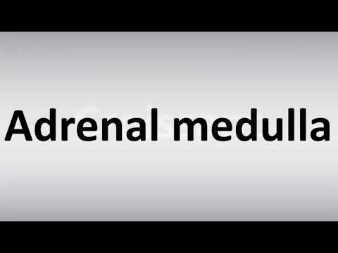 How to Pronounce Adrenal Medulla