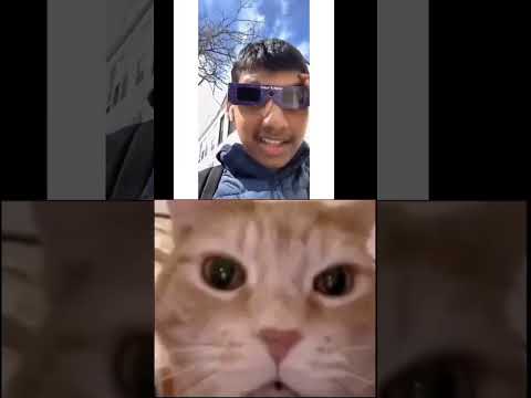 Cat laugh #cat #funnyshorts #meme #catfunny #youtubeshorts