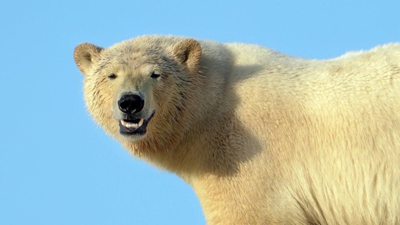 Arctic Wonders: Polar Bear, Walrus & More | 4K | Svalbard 🌍🇳🇴 | Wild Travel | Robert E Fuller