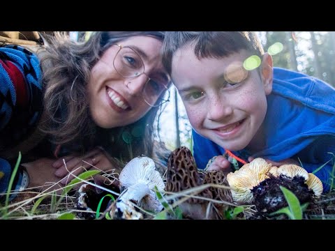 A Little About Mushrooms