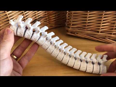 Mini Articulating Spine Keychain by DaveMakesStuff - Thingiverse