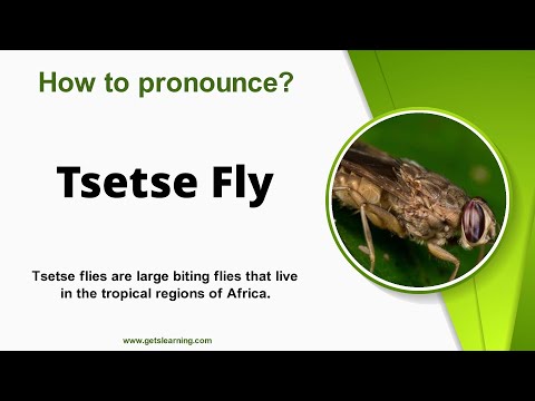 How to pronounce Tsetse Fly in English correctly