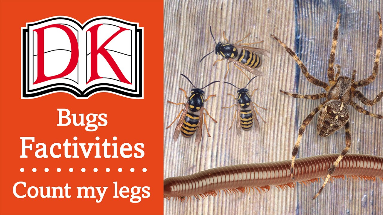 Quiz: Bugs—Count My Legs!