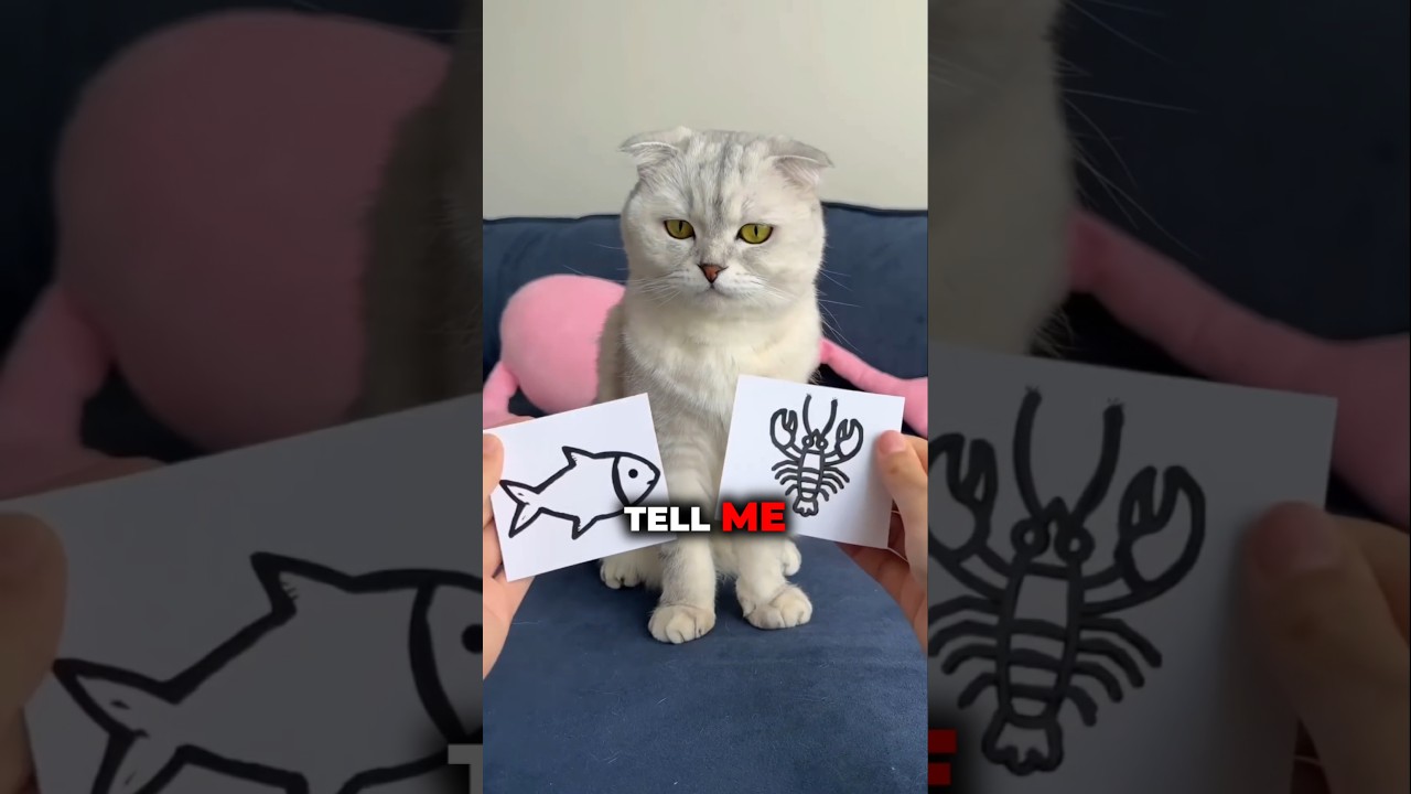 Mistress gave Luna a bath. 🗣️🙄 #youtubeshorts #viralshort #cat