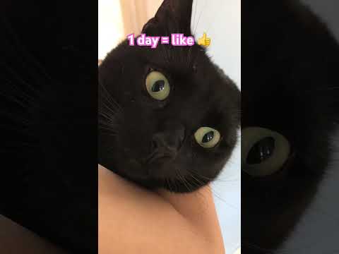 How long would you keep Luna? #viralvideo #cat #foryou #cuteanimal #kitten #cutecat #catshorts