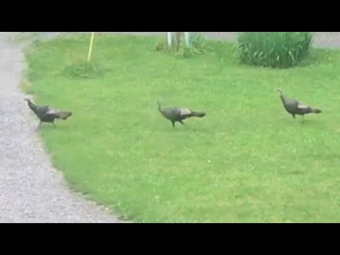 a RAFTER of 3 “wild” turkeys