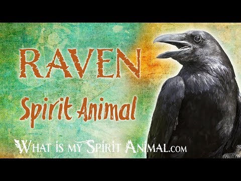 Raven Spirit Animal | Raven Totem & Power Animal | Raven Symbolism & Meanings